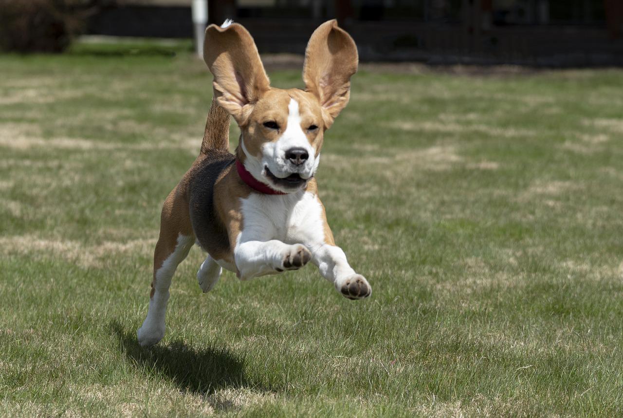 Beagle: En komplett information om hundrasen - Hund Nätverk