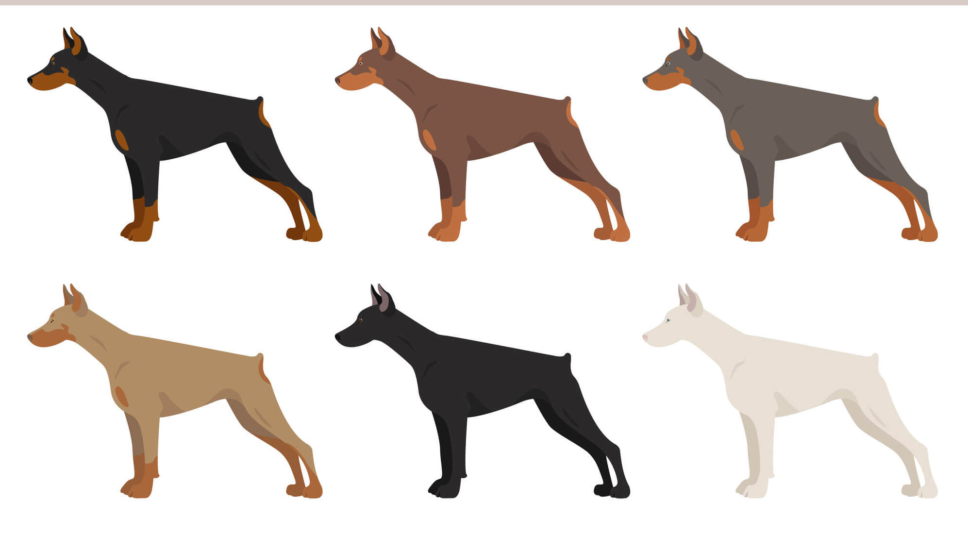 Dobermann Färger: Färgspektrum för den Tyska Rasen - Hund Nätverk
